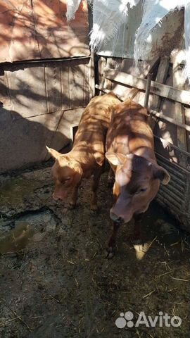 Телята телочки