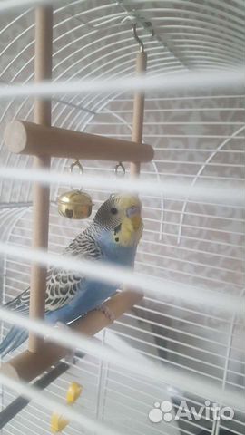 Волнистый попугай с клеткой