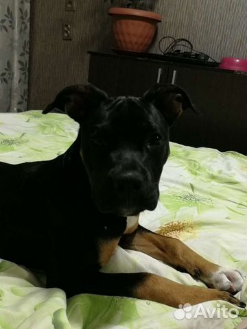 Щенок стаффордширский бультерьер (терьер)