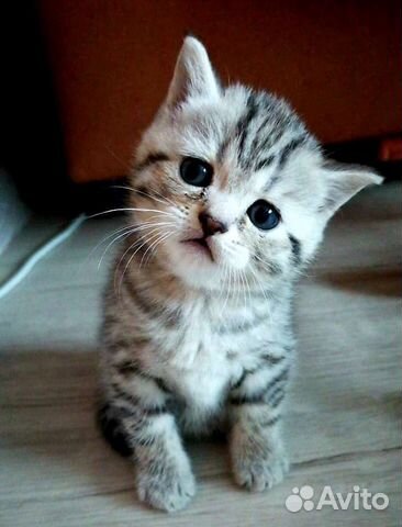 Британские котята