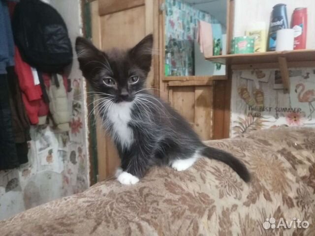 Кот котенок чёрный с белым