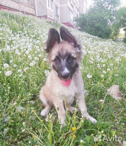 Симона ищет свой дом