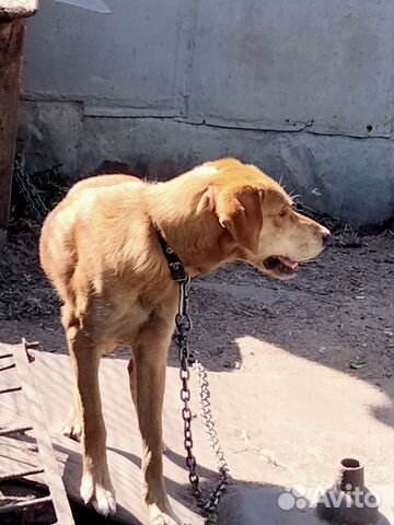 Русская гончая