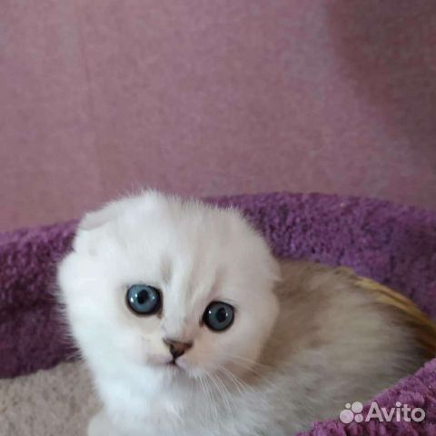 Шотландская вислоухая кошка