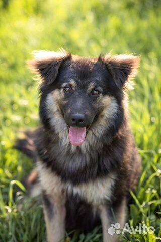 Надежный компаньон в добрые руки