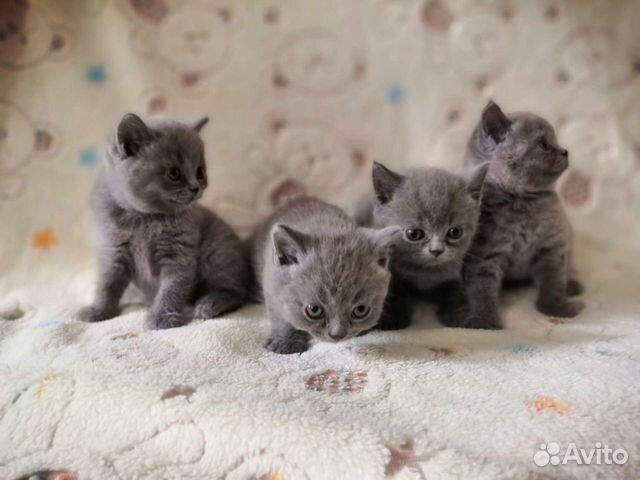 Британская