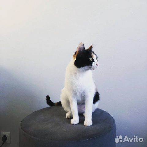 Кошка в дар, практически японский бобтейл