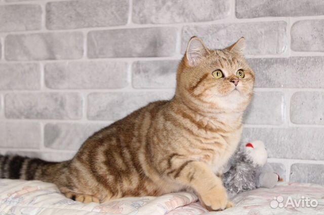 Золотой мраморный британский котенок ny 22 девочка