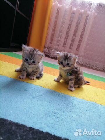 Шотландские котята(Продажа)