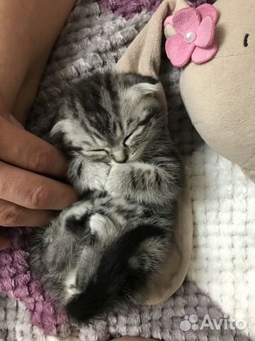 Котята скоттишь страйт