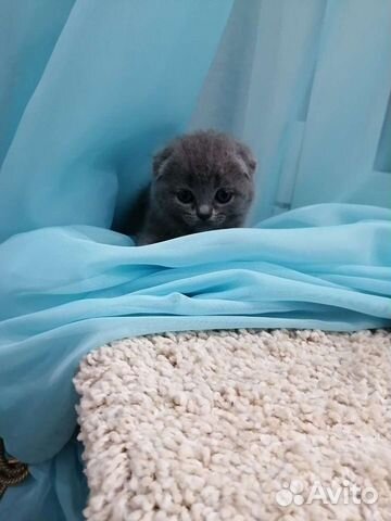 Шотландская вислоухая малышка