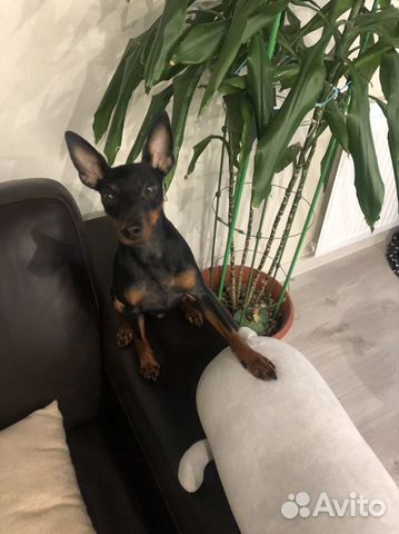 Вязка цвергпинчер