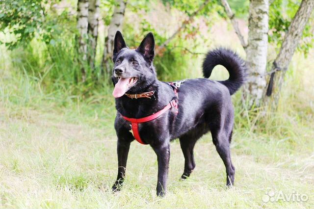 Собака Ночка в добрые руки