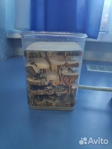 Муравьиная ферма