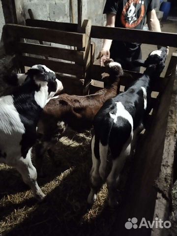 Телята 2 бычка и 1 телочка