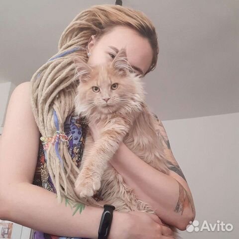 Котёнок мэйн кун