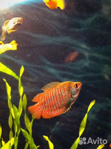 Рыбка лялиус