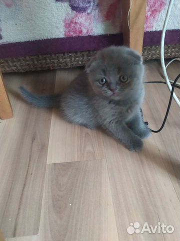 Девочка скоттиш-фолд
