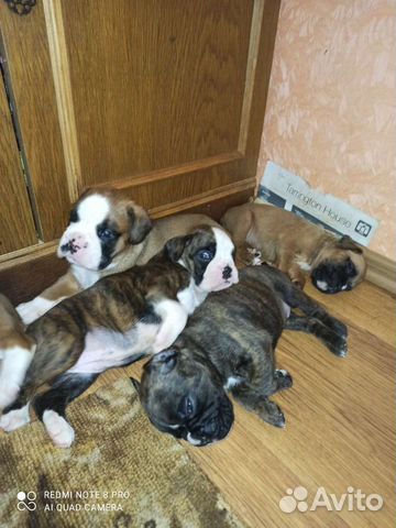 Бокеры щенки