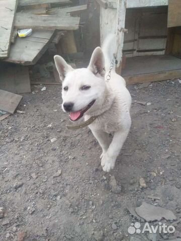 Собака в добрые руки щенок хаски
