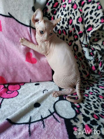 Канадский сфинкс эльф котенок