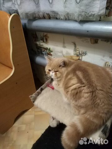 Продам экзотическую кошку