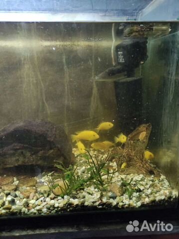 Аквариумные рыбки цихлиды еллоу