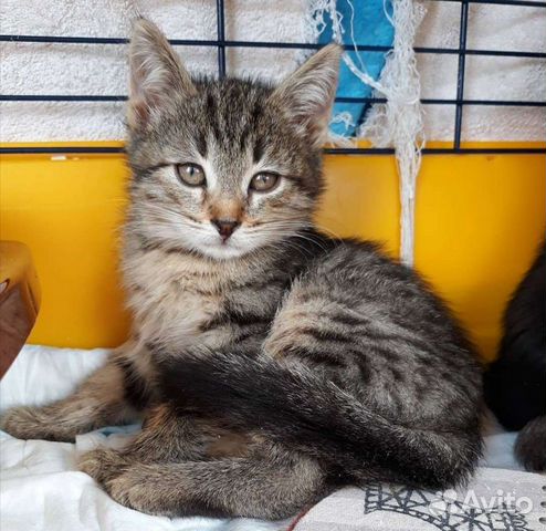 Котёнок, кот, 1,5 месяца