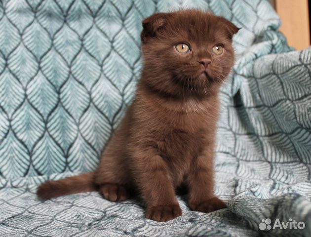Котенок Твикс шоколадного окраса вислоухий