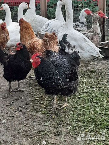 Куры орпингтон