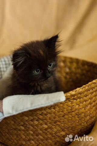 Котенок Мия, пушистая принцесса