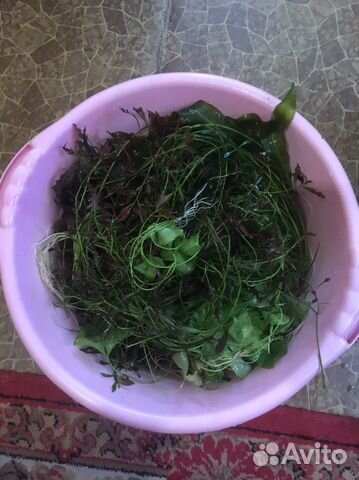 Растения для аквариума