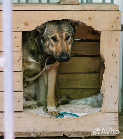 Скромница Шани ищет дом