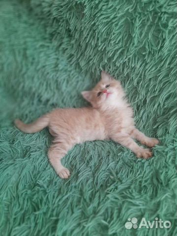 Сплошное очарование