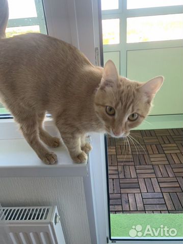 Кошка в хорошие руки