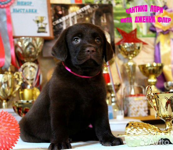 Шоколадки из питомника РКФ