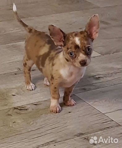 Голубоглазый мальчишка