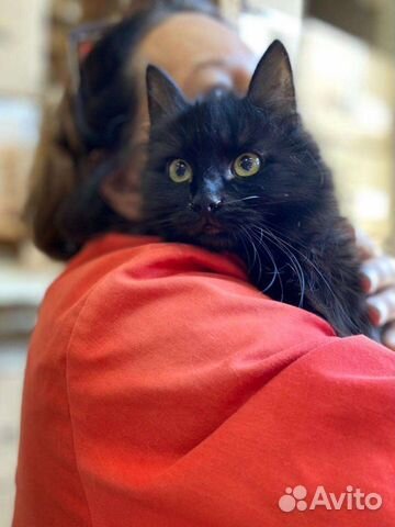 Полупушистая красавица Лола ищет дом