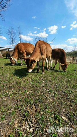 Телка Джерси