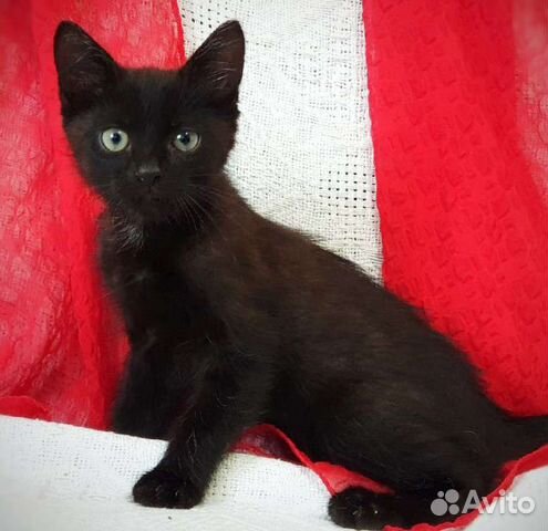 Комочек счастья в добрые руки