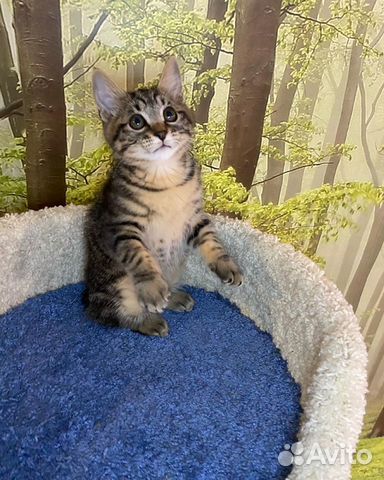 Котята курильского бобтейла