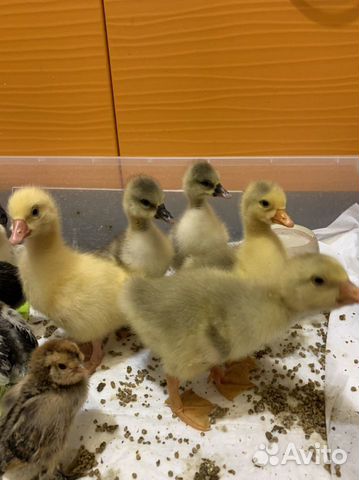 Гусята Холмогор Линда