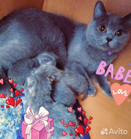 Кошки котята британские