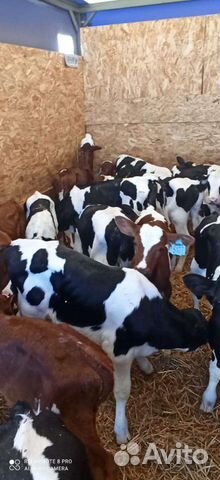 Телочки и бычки