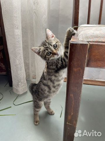 Котенок дев 2 мес
