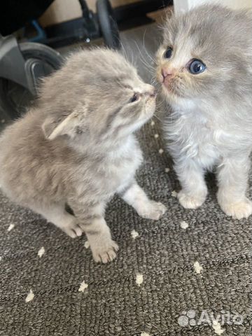 Британские вислоухие котята