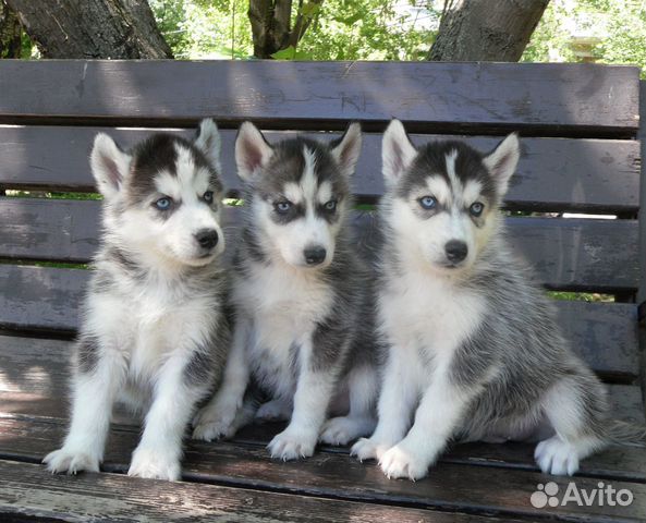 Сибирский хаски