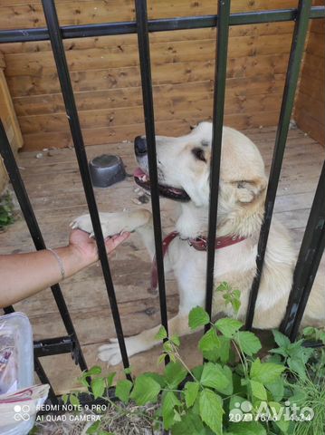 Собака в добрые руки