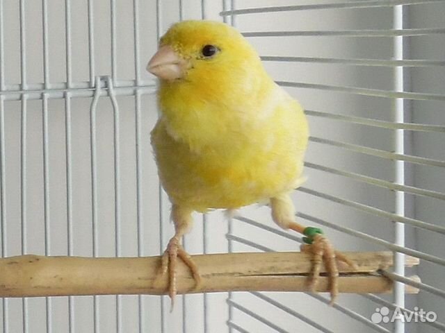 Кенара и канарейки