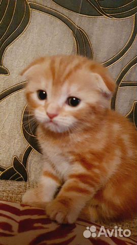 Шотландские вислоухие котята